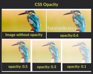 Opacity CSS — TutorialBrain