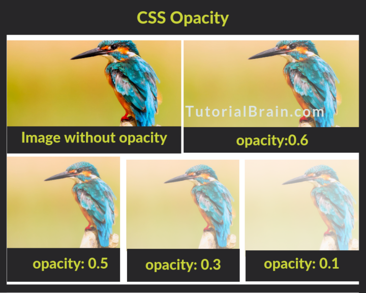 Opacity CSS — TutorialBrain